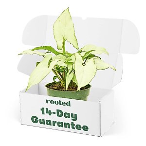 Rooted Arrowhead Plant White Butterfly, Syngonium Podophyllum, Live, Live Indoor, Easy to Grow, Easy to Care, Outdoor Garden and Low Maintenance Houseplant, 4 inch Pot