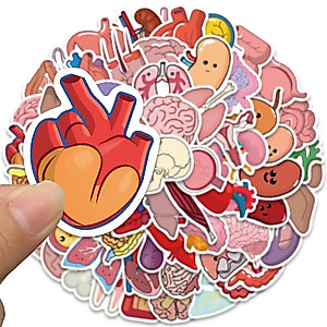 Cute Cartoon Organs Stickers, 65PCS Medical Body Organ Anatomy Stickers Pack for Kids, Teens, Waterproof Vinyl Stickers Bulk for Water Bottle, Laptop