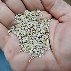 CHUXAY GARDEN Oakleaf Lettuce,Green Oak Leaf Lettuce Seed 100 Seeds Green Non-GMO Organic Vegetable Healthy Delicious Vegetable Fast Growing