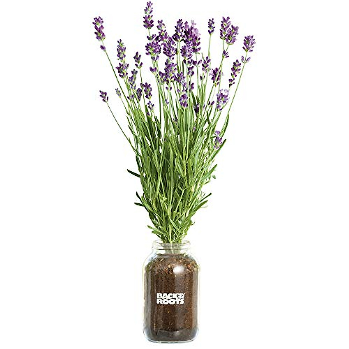 Back to the Roots Lavender Organic Windowsill Planter Kit - Grows Year Round, Includes Everything Needed for Planting