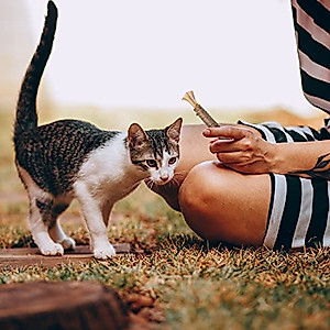 KINBOM 4pcs Cat Chew Toys Natural Silvervine Cat Dental Chew Sticks Cleaning Teeth Chew Catnip Toys for Cat Treat Cat Lick