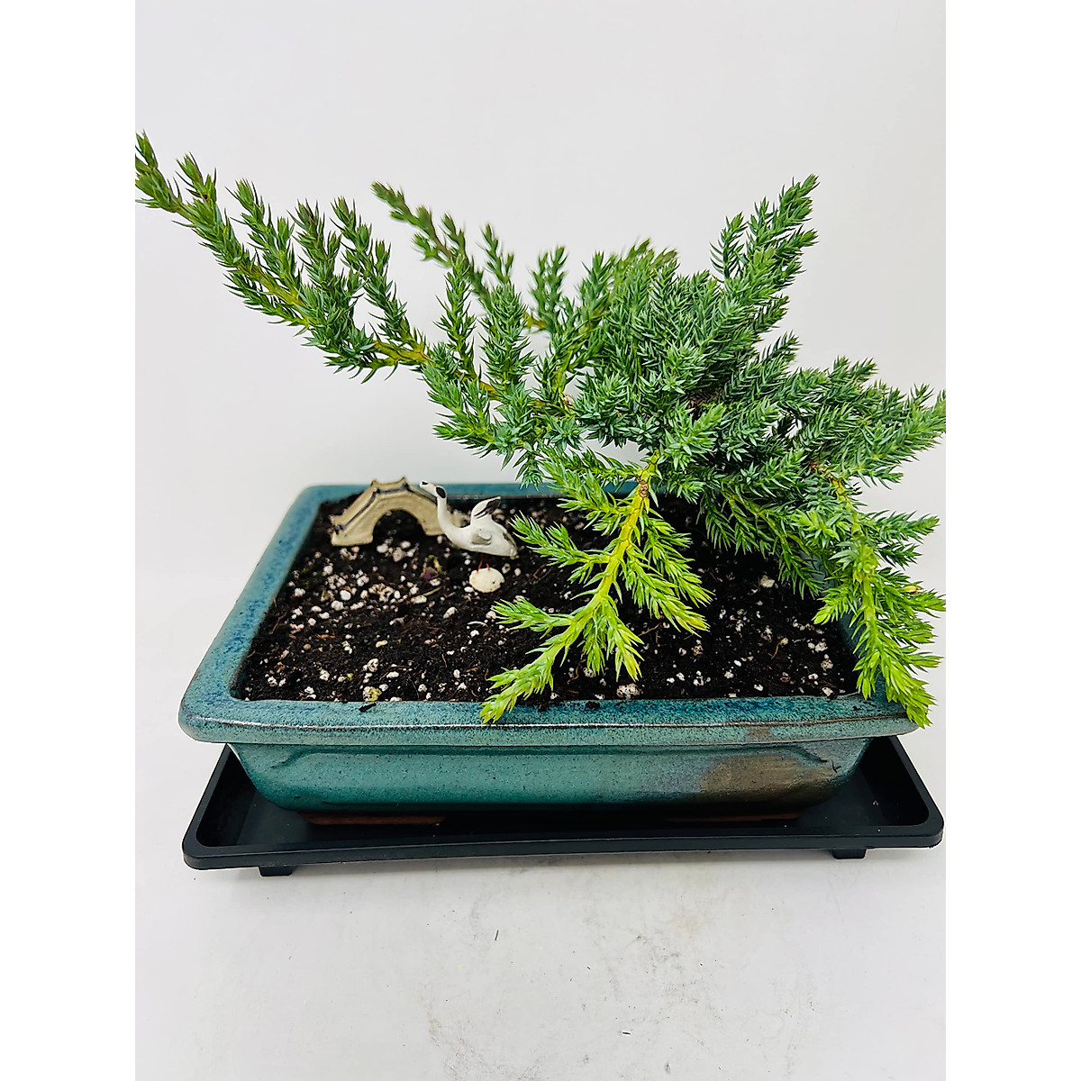 Juniper Bonsai Tree with Green Through 8" Rectangle Ceramic Vase