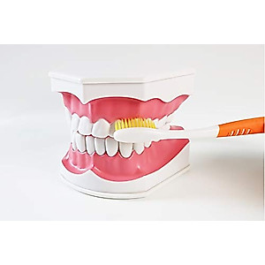 SEED&TREE Dental Teaching Study Brushing Model with Toothbrush/Removable Lower Teeth. Non Power. Plastic Model