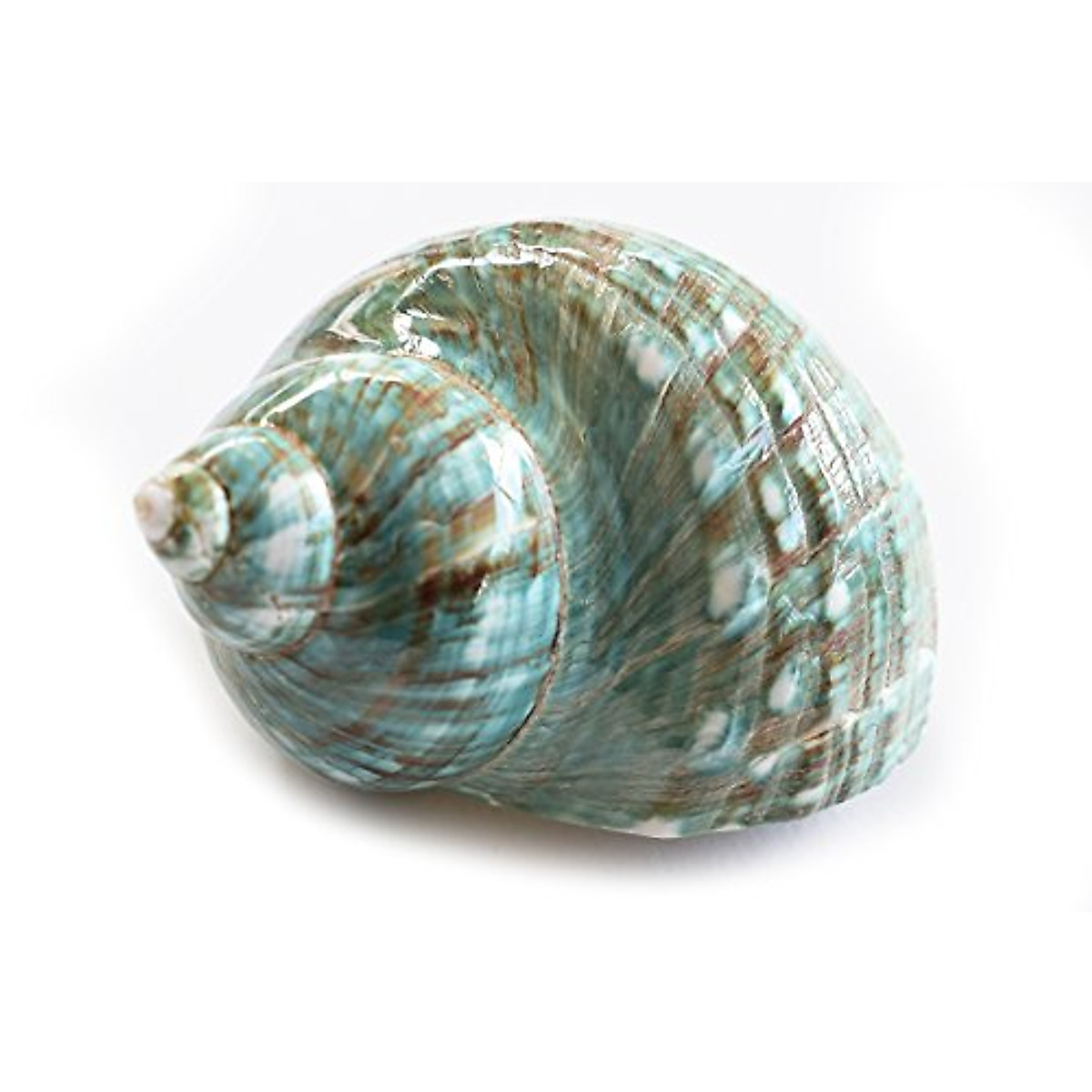 X-Large Polished Jade Turbo (3 1/2"- 4") 1 3/4" Opening Beach Crafts Nautical Decor Large Hermit Crabs - Florida Shells and Gifts