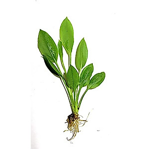 Marcus Fish Tanks - 3X Amazon Sword Echinodorus Bleheri Easy Live Aquarium Plants for Aquatic Freshwater Fish Tank