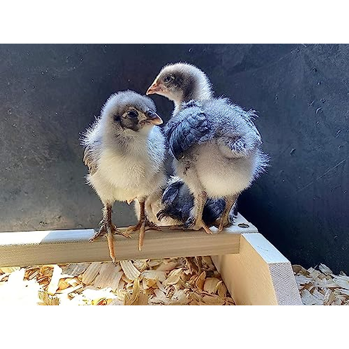 Single Bar Perch (15 inch Stretch)