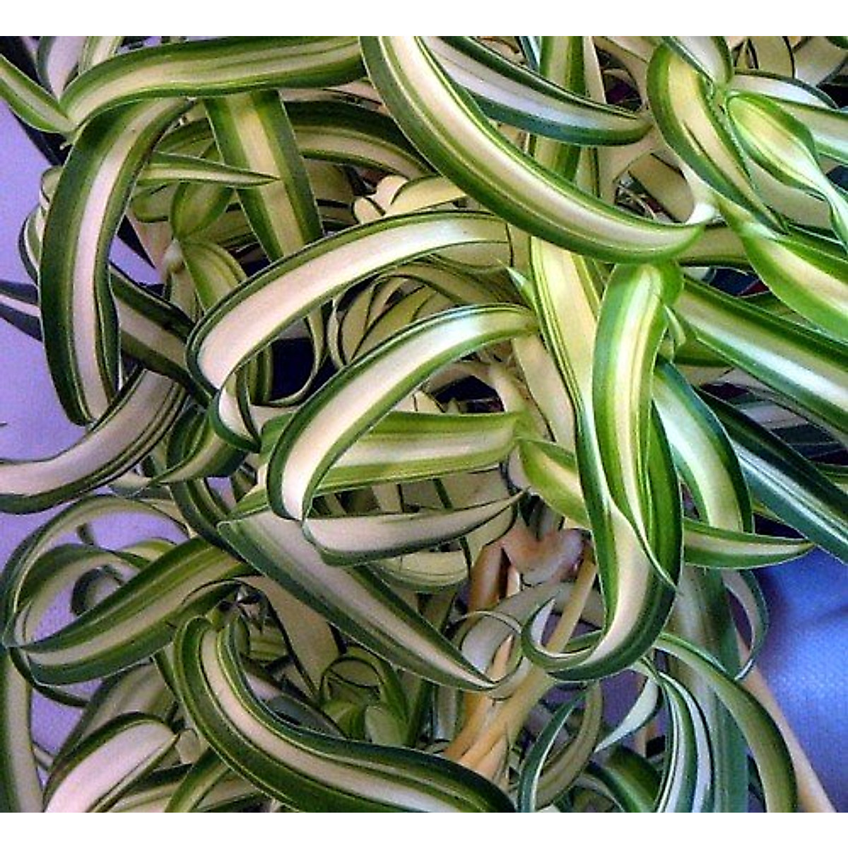 Bonnie Curly Spider Plant - Easy - Cleans the Air - 4" Pot - Grown by Hirt's Gardens