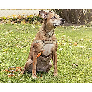 IntelliLeash Intelli-Stayk with Special Surface-Lock Technology to Prevent Pulling Out and Bending (4" Diameter)