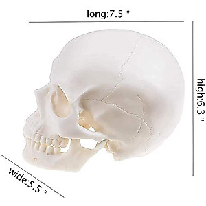 1:1 Human Skull Realistic Life Size Replica Medical Anatomy Model Home Halloween Skull Decorations Art Supplies