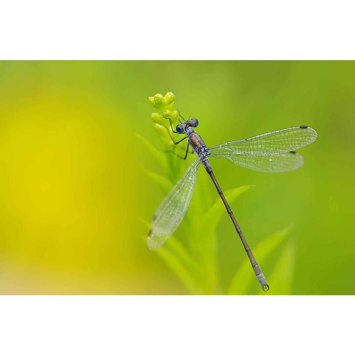 Pentax 100mm f/2.8 WR D FA smc Macro Lens for Pentax Digital SLR Cameras