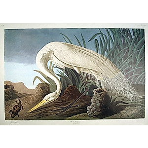 White Heron. From"The Birds of America" (Amsterdam Edition)