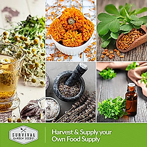 18 Medicinal Herb Seed Packets to Plant & Grow - Assortment of Beneficial Plant for Herbal Teas & Medicinal Uses - Non-GMO Heirloom Varieties - Survival Garden Seeds