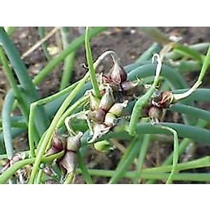COLIBROX Heirloom Egyptian Walking Onions Moritz Variety NON GMO 10 Bulblets