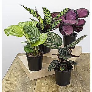 Calathea Prayer Plants Live House Plants Kit (4 PK), Calathea Plant Live Indoor Plants Live Houseplants, Live House Plants Indoors Live Plants Indoor, Live Indoor House Plants Live by Plants for Pets