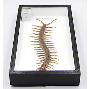 TAXIBUGS Real Centipede Millipede Scolopendra MORSITANS Taxidermy Insect in 3D Wooden Frame (White Background, Black Wooden Box)