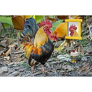 Vehomy 2Pcs Chicken Mirror Toys for Hens Hanging Swing Mirror Toys with Bells and Beak Grinding Molar Stones for Roosters Hens Birds Parrots (Yellow and Red)