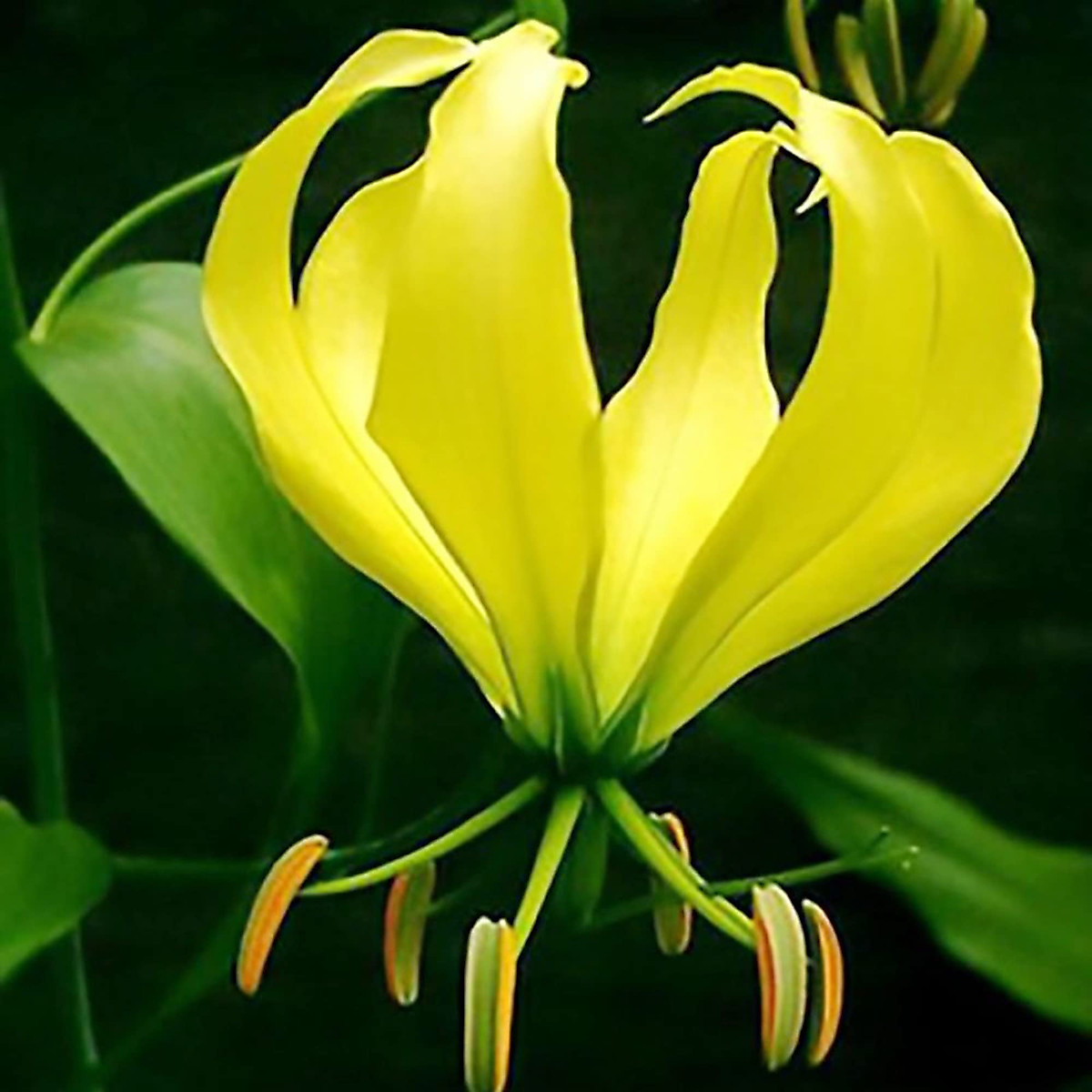 QAUZUY GARDEN 10 Yollow/Gold Creeping Climbing Flame Lily (Glory Gloriosa Lily/Fire Lily) Tiger Claw Agnishikha Seed Heirloom Eye-Catching Perennial Flower Attract Pollinators