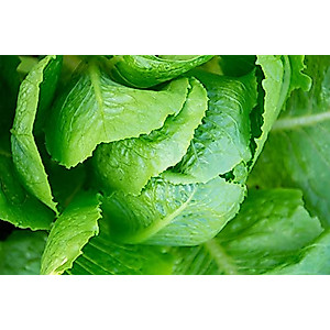 "Parris Island" Romaine Lettuce Seeds for Planting, 1000+ Heirloom Seeds Per Packet, (Isla's Garden Seeds), Non GMO, Botanical Name: Lactuca Sativa, Great Home Garden Gift