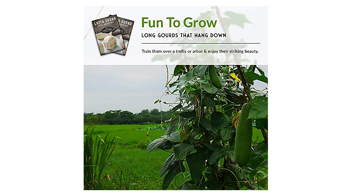 Luffa Seeds for Easy Home Gardening - Non-GMO Variety
