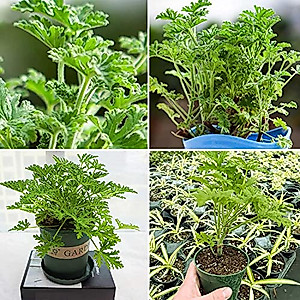 1000+ Non-GMO Citronella Plant Seeds for Planting - Heirloom Citronella Carpet Creeping Grass Seeds Planting Garden Home (Made in The US)