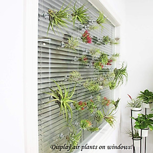 Tillandsiart 10 Pack Vertical Air Plant Holder (Suction Cup, Stainless Steel Tillandsia Air Plant Planter) A Unique Set of Air Plant Containers for Creating Tillandsia Art Display on Window. (Small)