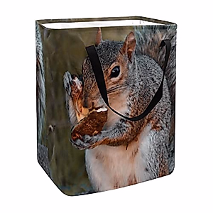 Cute Squirrel Print Collapsible Laundry Hamper, 60L Waterproof Laundry Baskets Washing Bin Clothes Toys Storage for Dorm Bathroom Bedroom