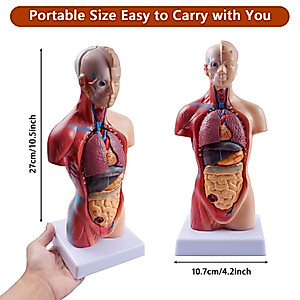 breesky 10.5inch Medical Torso Human Body Model Anatomy Doll 15 Removable Parts Education Organs Model for Teaching Study Class Students (Red)