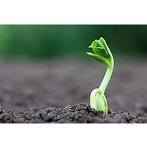 Pack of 40 Bitter Melon Seeds for Planting, Asian Bitter Gourd Seeds, Asian Vegetable Seeds