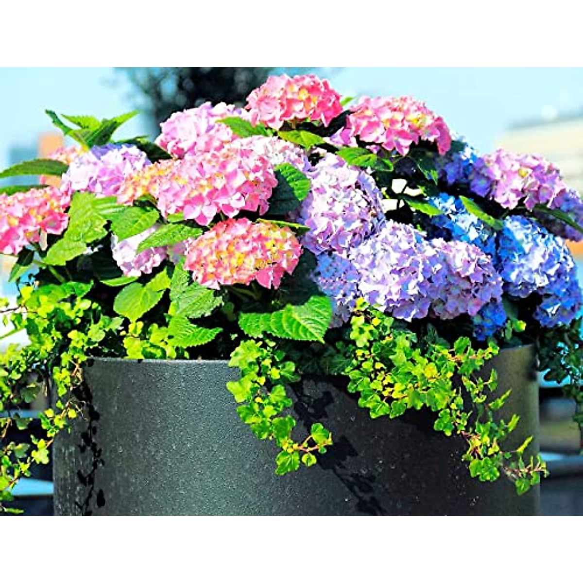 100+ Mixed Hydrangea Seeds for Planting Fast Growing Shrub Flowers Bush Plants Beautiful Smell Outdoor Garden Decor Home Perennial