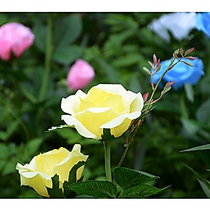 Abkshine Outdoor Rose Flowers Solar Stake Lights Waterproof Memorial Garden Stake for Garden Back Yard Lawn Grave Decor, Yellow