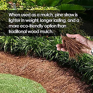 Garden Elements Long Leaf Pine Straw Bale for Mulch, Soil Amendment, and Fall Decoration, 12.5 Pounds