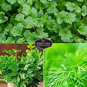 Survival Garden Seeds Herb Collection Seed Vault - Italian Parsley, Cilantro, Basil, Lemon Balm, Dill - Non-GMO Heirloom Survival Garden Seeds for Planting - Grow Herbs Indoors & Outdoors Year Round