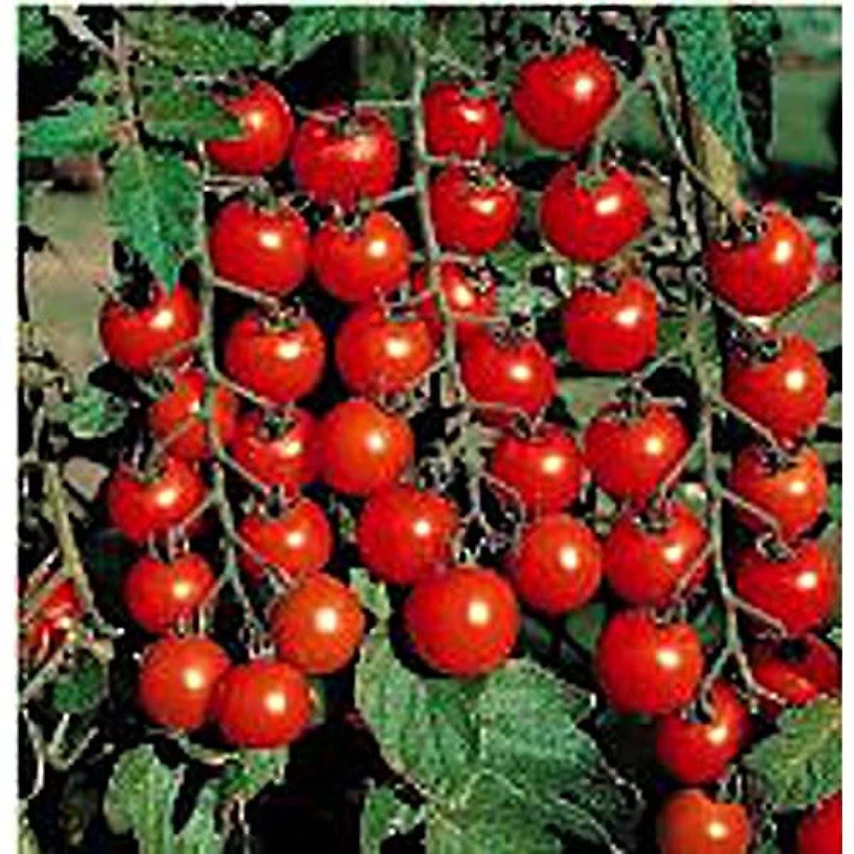 Super Sweet 100 Tomato Seeds (20+ Seeds) | Non GMO | Vegetable Fruit Herb Flower Seeds for Planting | Home Garden Greenhouse Pack