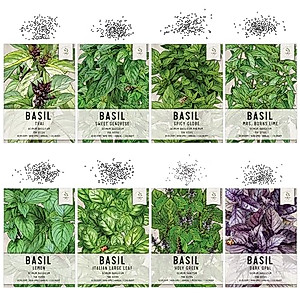 Seed Needs, Culinary Basil Herb Seed Packet Collection (8 Individual Basil Seed Varieties for Planting) Non-GMO & Untreated