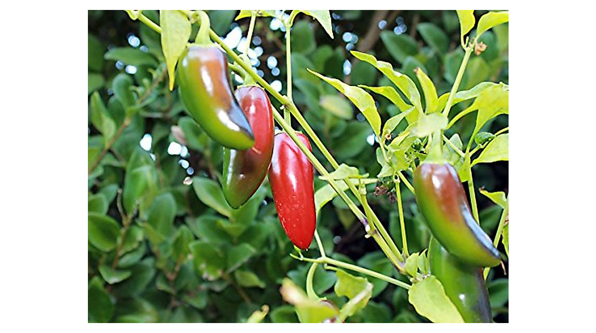 Mucho Nacho Jalapeno Hot Pepper Seeds - Heirloom, Non-GMO