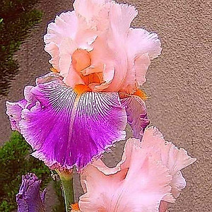 35pcs Rare Heirloom Iris Seeds - Beautiful and Colorful Blooms for Your Garden - Multi-Varieties