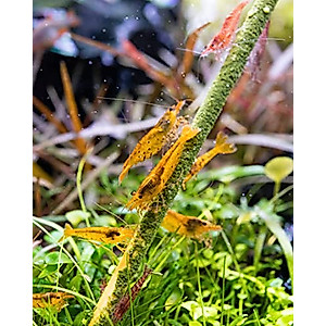 Shrimptastic Aquatics Shrimp Lolly Combo Pack