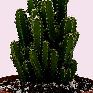 BubbleBlooms Fairy Castle Cactus, Acanthocereus Tetragonus, Night-Blooming Cereus, Triangle Cactus, 4 inch Pot