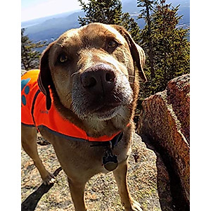SafetyPUP XD - Reflective Dog Vest. Hi-Visibility, Fluorescent Blaze Orange Dog Vest Helps Protect Your Best Friend. Safeguard Your PUP from Motorists & Hunting Accidents, On or Off Leash. (Large)