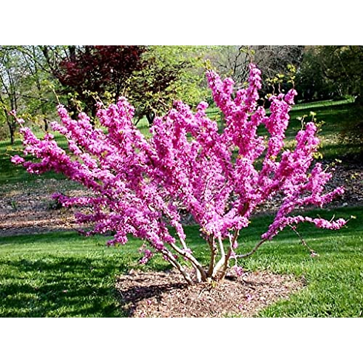 Eastern Redbud Tree Sakura Bonsai American Redbud Cercis Canadensis 15 Seeds Garden Seeds for Planting
