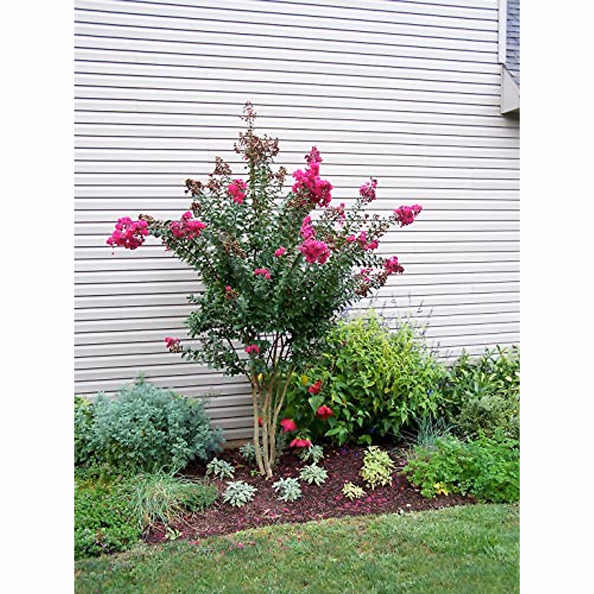 1195D-Dwarf Red-Rocket Crape Myrtle (Lagerstroemia Indica) Seeds by Robsrareandgiantseeds UPC0764425788485 Non-GMO,Organic,USA Grower,Bonsai,Showy, Butterfly Flower,1195-D Package of 10 Seeds