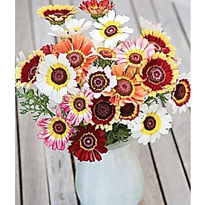 "Painted Daisy" Flower Seeds for Planting, 500+ Flower Seeds Per Packet, (Isla's Garden Seeds), Non GMO & Heirloom Seeds, Scientific Name: Chrysanthemum Carinatum
