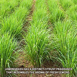 Live Lemongrass Plants (2-Pack); Each 4-8 Inches, in Nursery Pots, Culinary and Aromatherapy Herb Indoor/Outdoor Container Plants