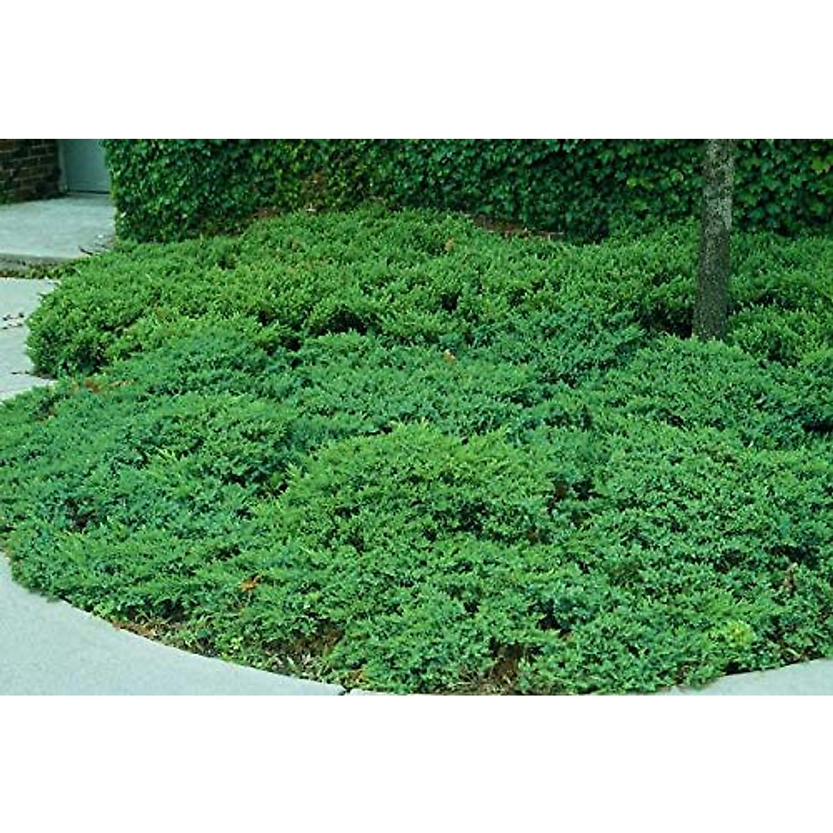San Jose Juniper | 2 Live Gallon Size Plants | Juniperus Chinensis | Bonsai Drought Tolerant Cold Hardy Evergreen Groundcover