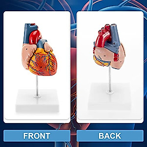 Winyousk Anatomy Heart Model, 1:1 Size Human Heart Model with 2-Part，48 Accurate Numbered Heart Model for Cardiac Labs, Medical Teaching, Hospitals