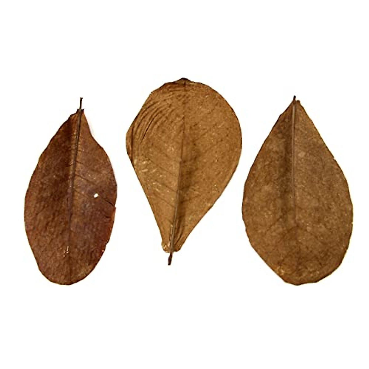 Snout and Shell 10 Indian Almond Leaves 19-25cm (7''-10'') Botanical Leaves for Aquarium Fish, Shrimp & Terrarium Pets - Mineral Source, Decor & Healthy Environment, Brown