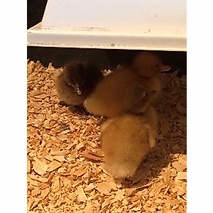 SWEETER HEATER Infrared Heater for Chicks & Pets, Side Mount 11x11, 32 Watt