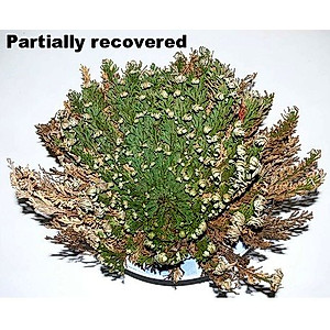 Rose of Jericho Resurrection Fern - Polypodium - Dinosaur Fern/Miracle Air Fern