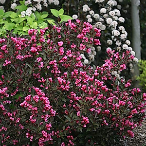 Premier Plant Solutions 10815 Proven Winners Weigela Wine & Roses, 3 Gallon