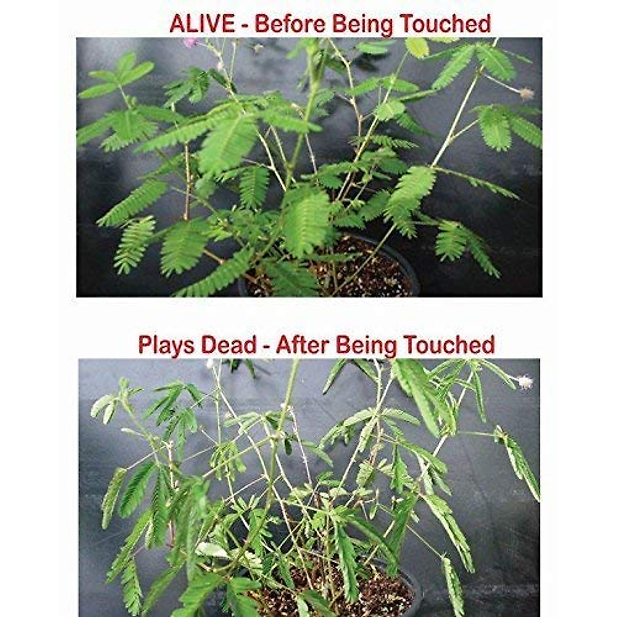 Zombie Plant Seed Packets (2) Grow Your Real Live Zombie Plant. Watch it"Play Dead" When Touched! Supplies for Zombie Themed Birthday. Plant Zombie Seeds as an Activity. Great Stocking Stuffer!